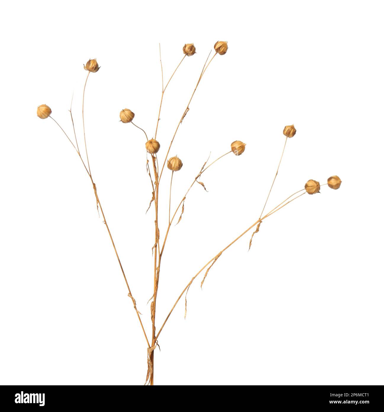 Beautiful dry flax plant isolated on white Stock Photo - Alamy