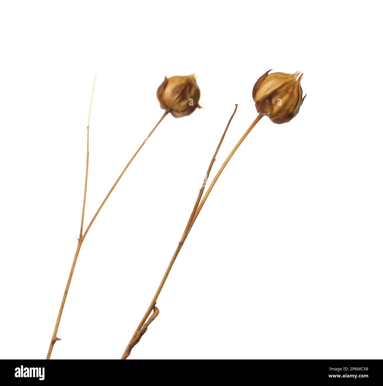 Beautiful dry flax plant isolated on white Stock Photo - Alamy