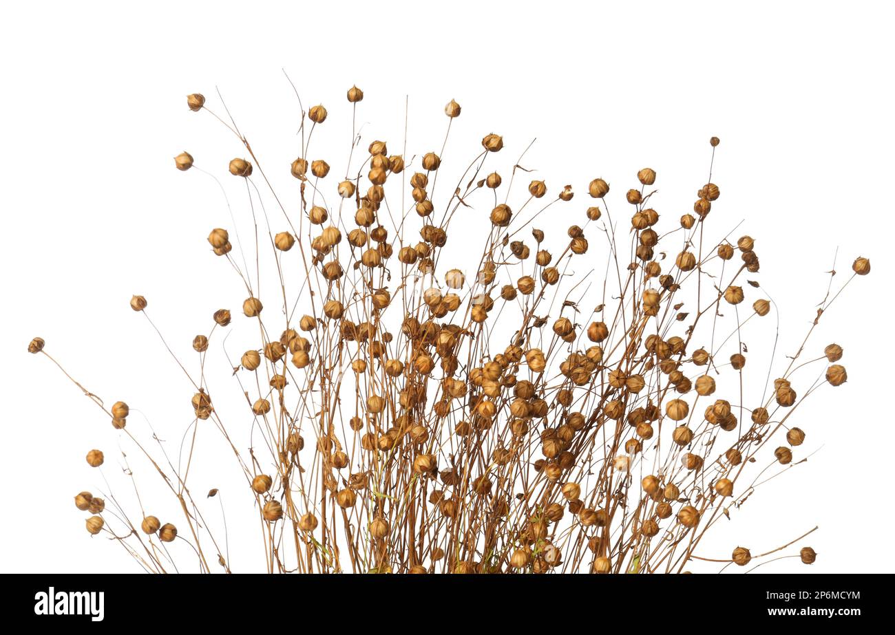 Beautiful dry flax plants isolated on white Stock Photo - Alamy