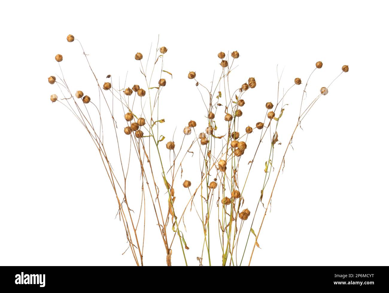 Beautiful dry flax plants isolated on white Stock Photo - Alamy