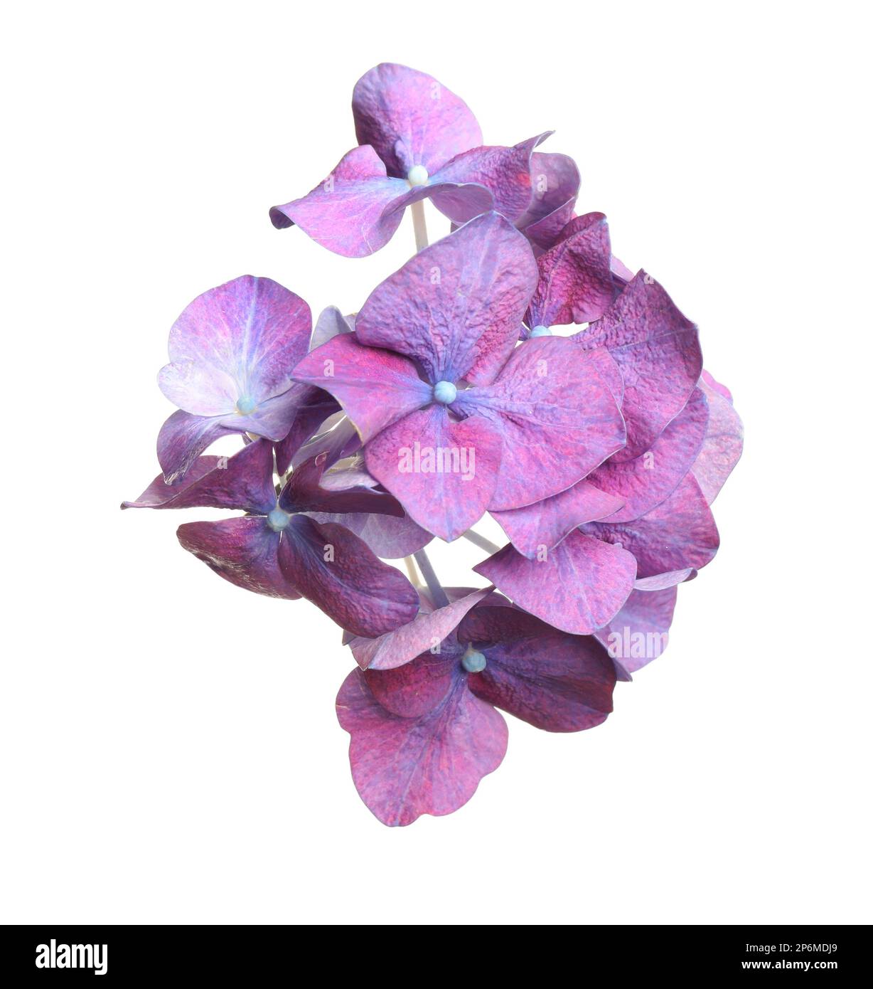 Beautiful violet hortensia plant florets on white background Stock ...