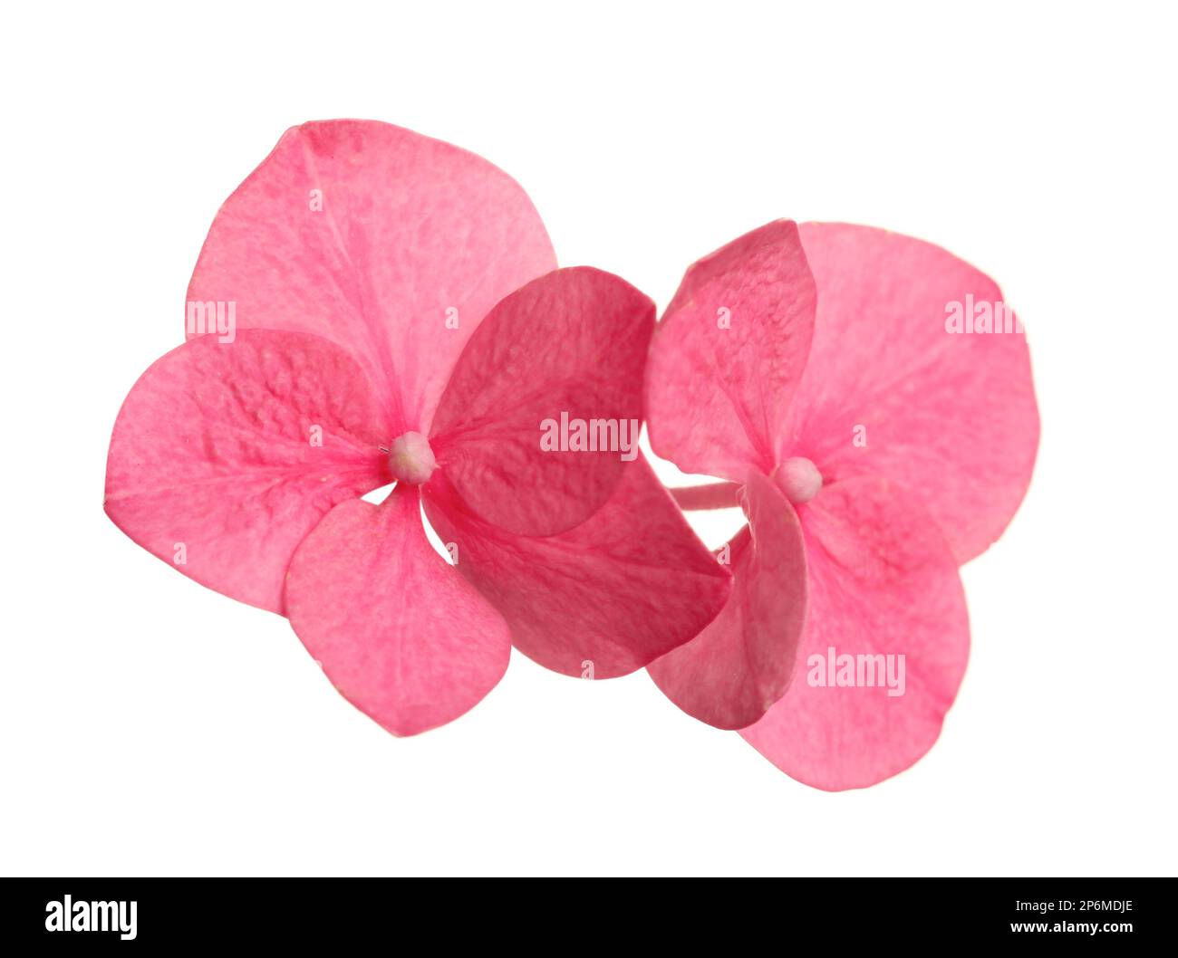Beautiful pink hortensia plant florets on white background Stock Photo ...