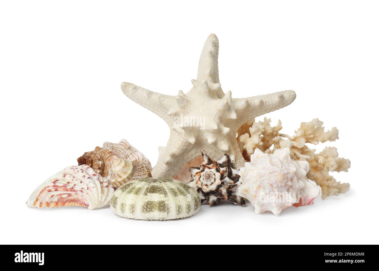 Beautiful starfish, coral and sea shells on white background Stock ...