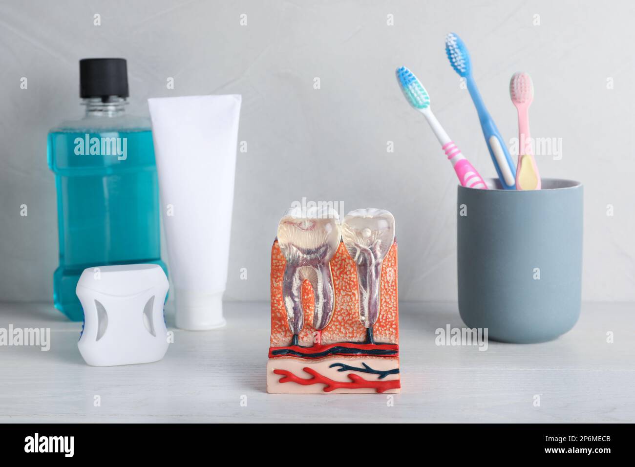 Model of jaw section with teeth near oral care products on white wooden ...