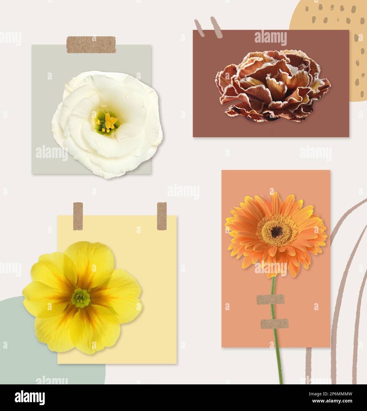 Multicolor flowers and cards of similar shades on light background ...