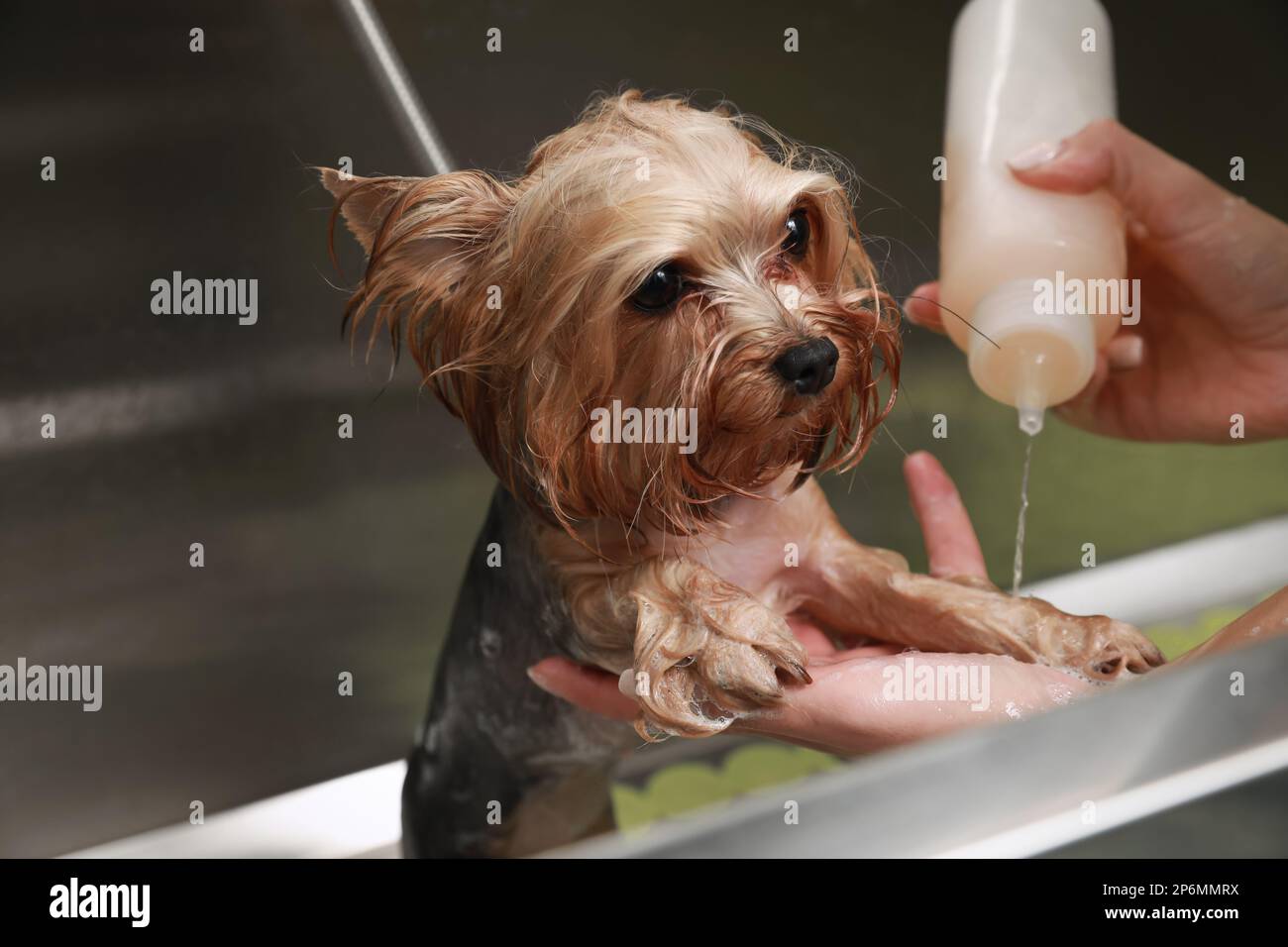 Professional groomer washing cute little dog in pet beauty salon Stock ...