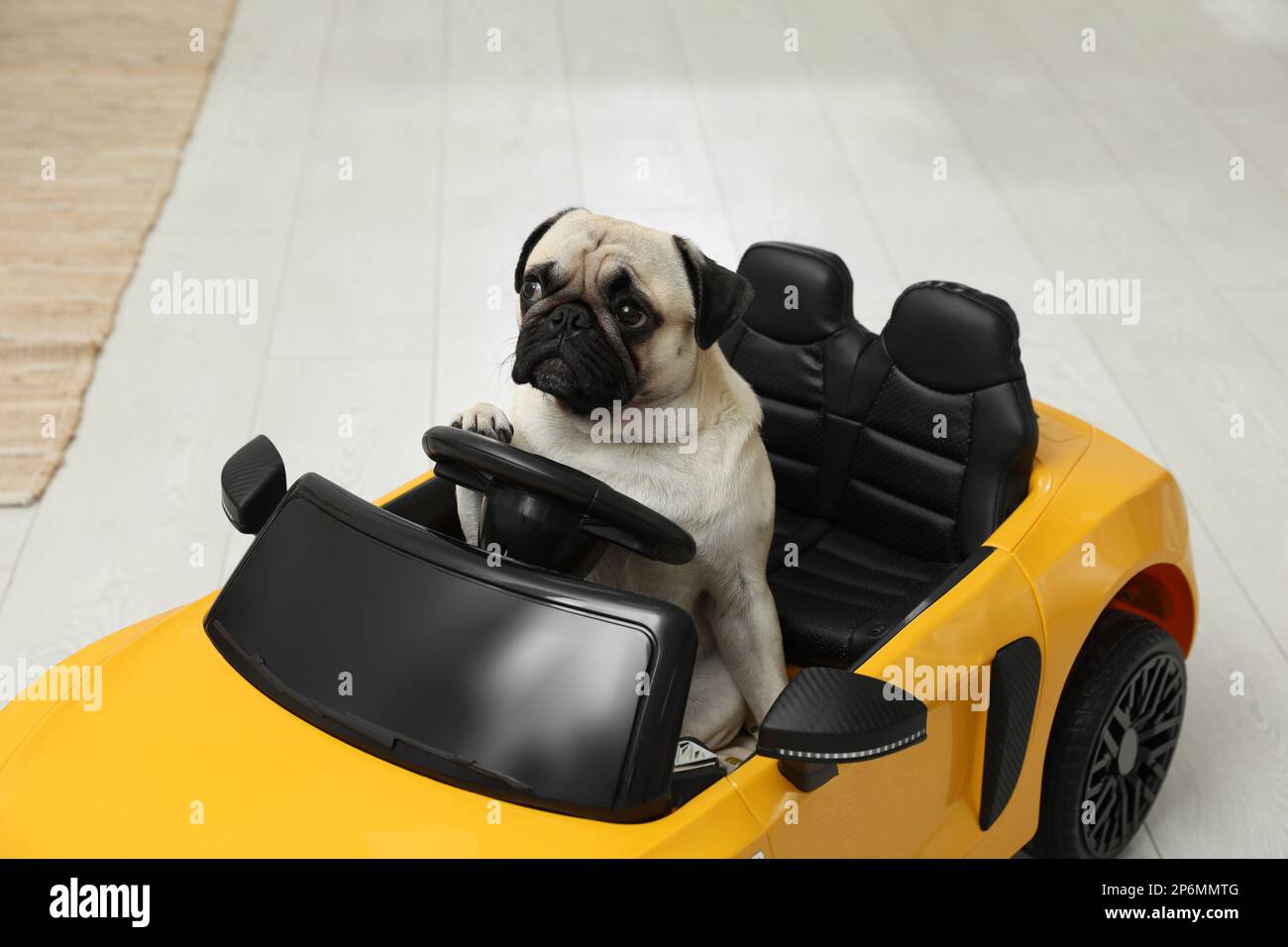 Adorable pug dog in toy car indoors Stock Photo - Alamy