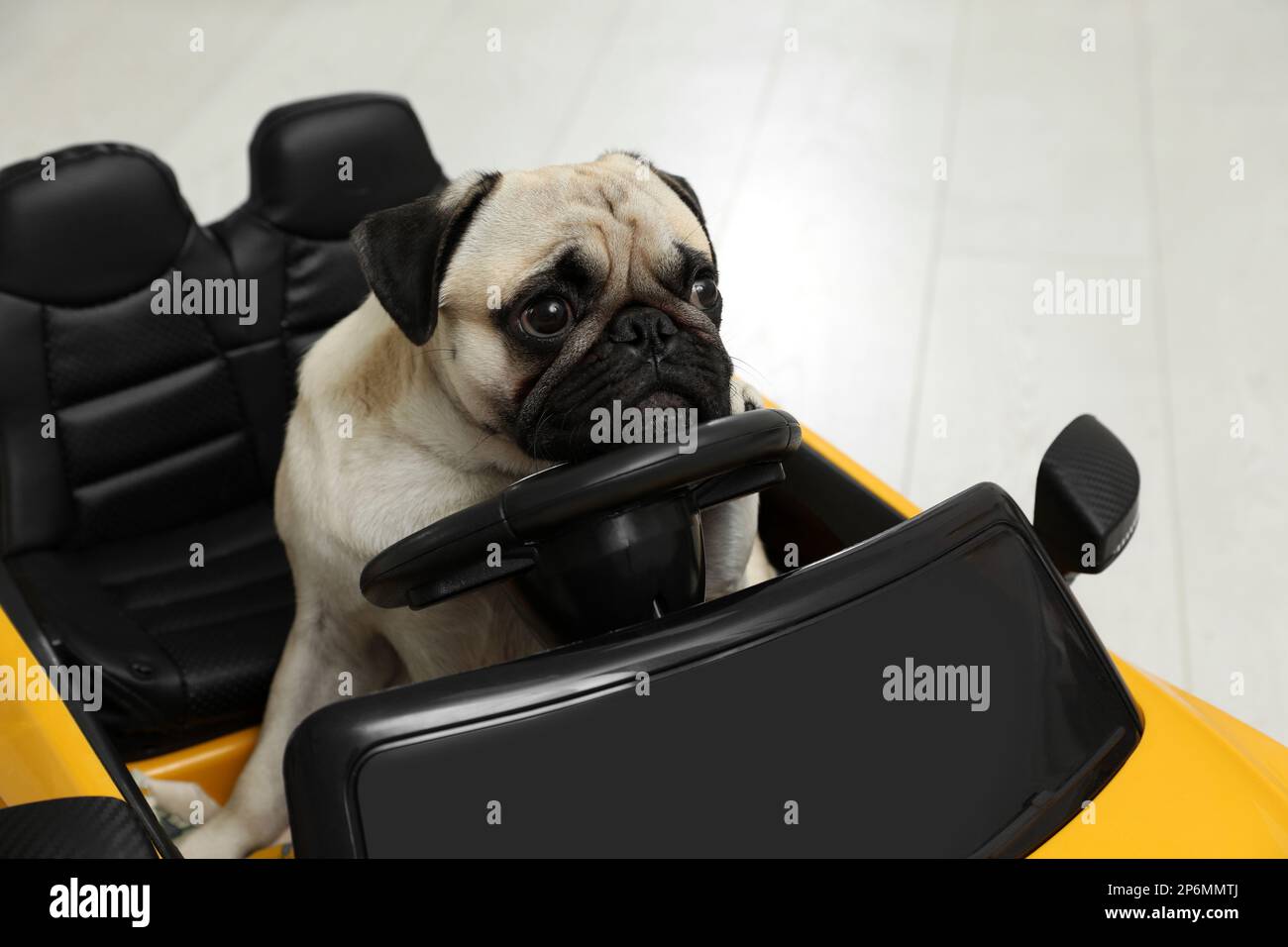 Adorable pug dog in toy car indoors Stock Photo - Alamy