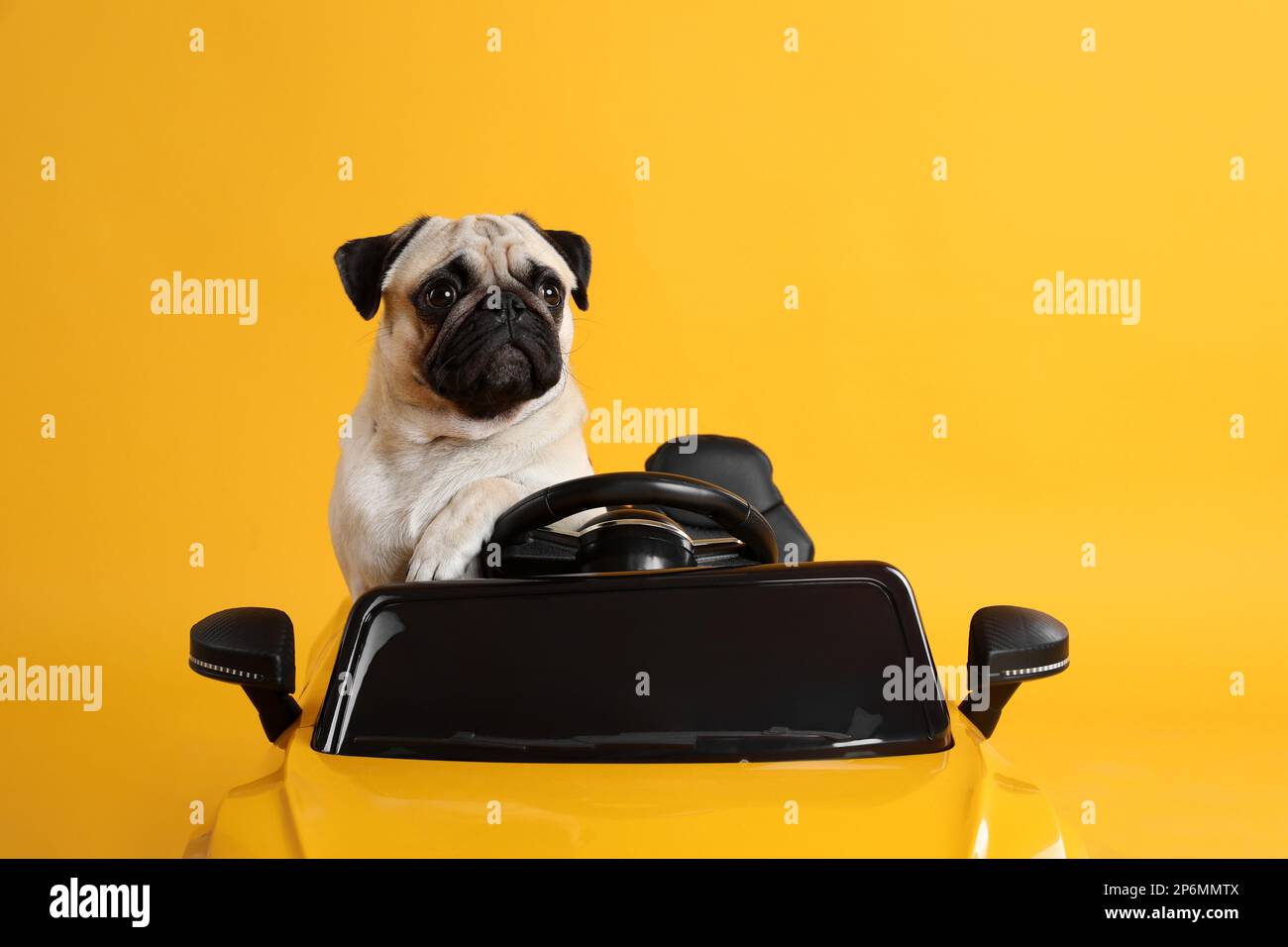 Adorable pug dog in toy car on yellow background Stock Photo - Alamy