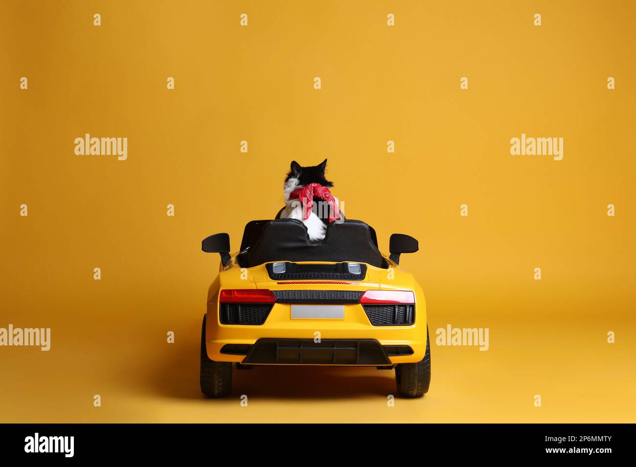 Adorable cat in toy car on yellow background, back view Stock Photo - Alamy
