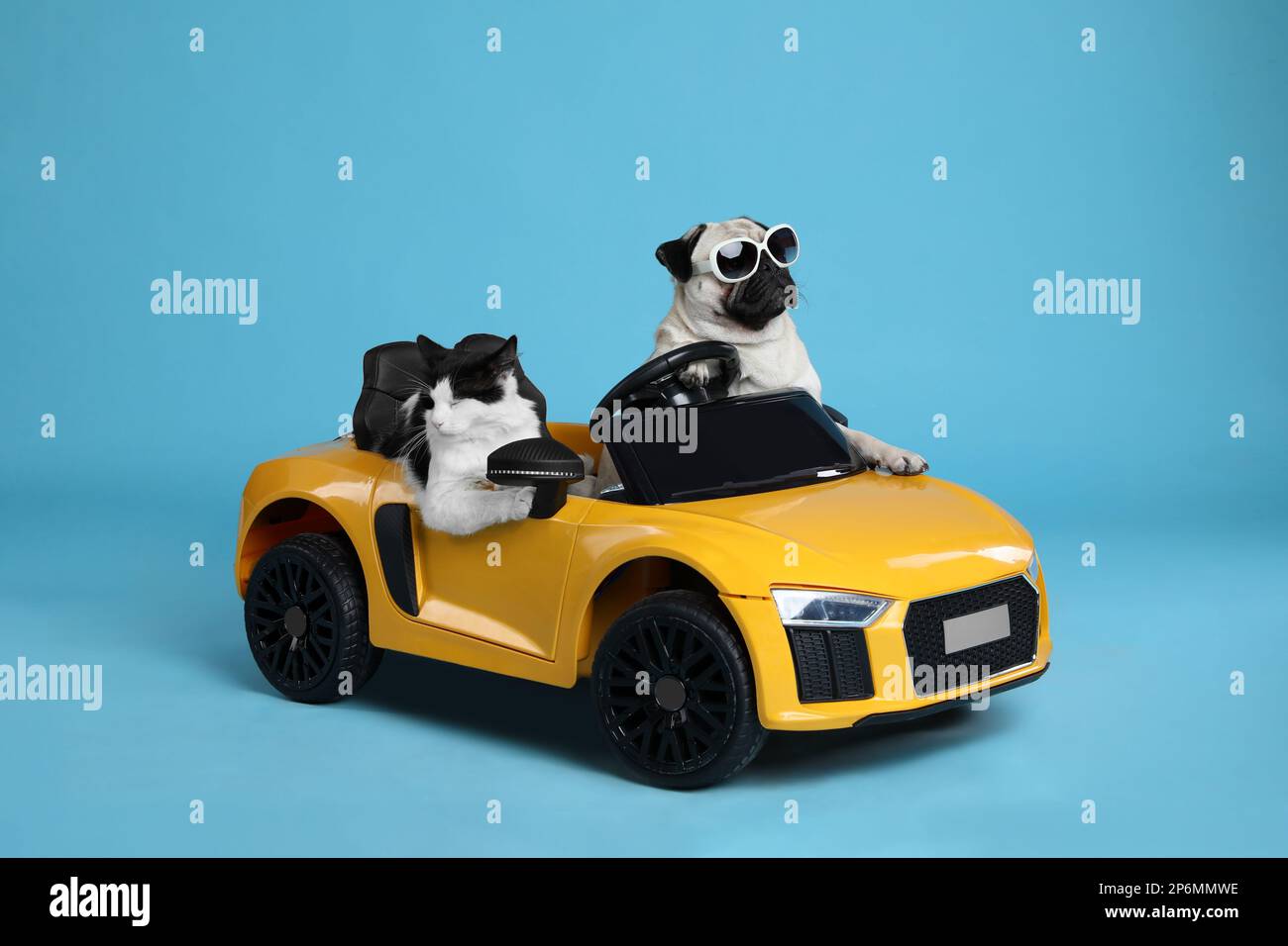 Dog driving cat hi-res stock photography and images - Alamy
