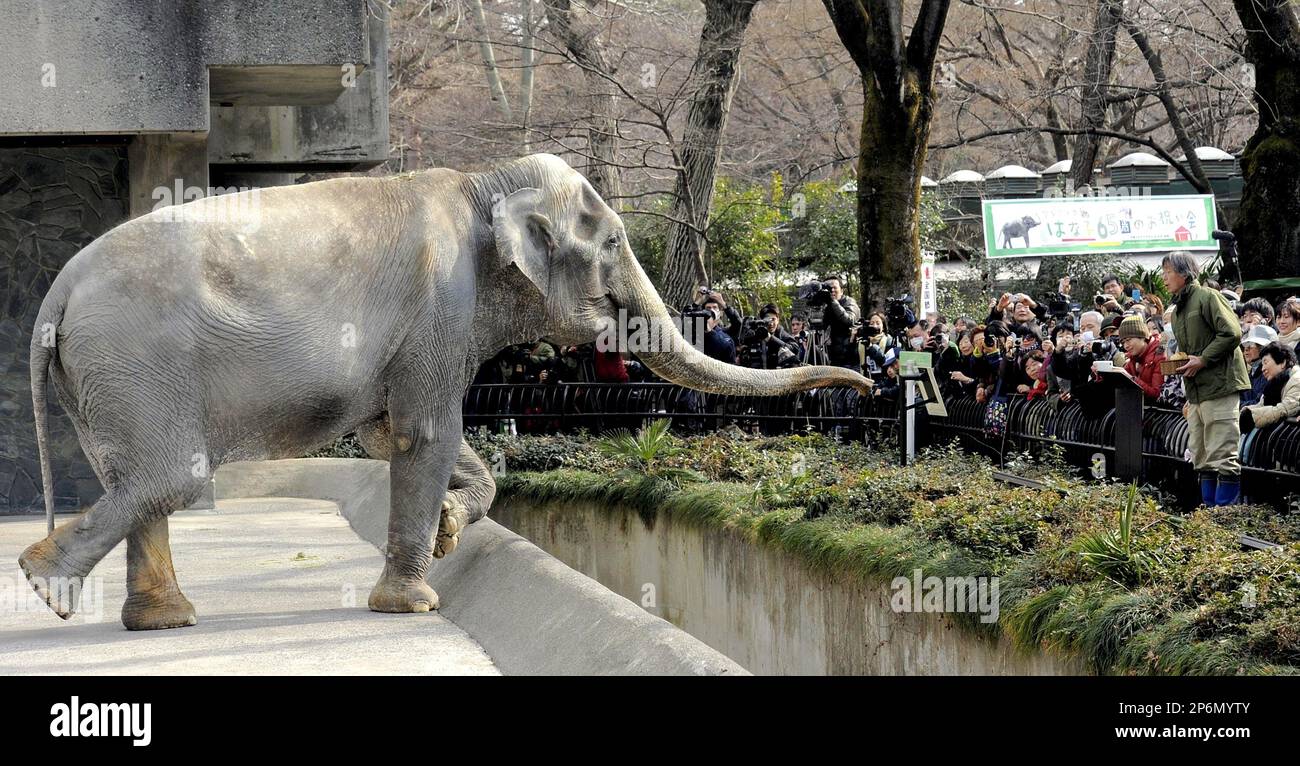 Hanako, Asian elephant is congratulated by visitors during her 65th ...