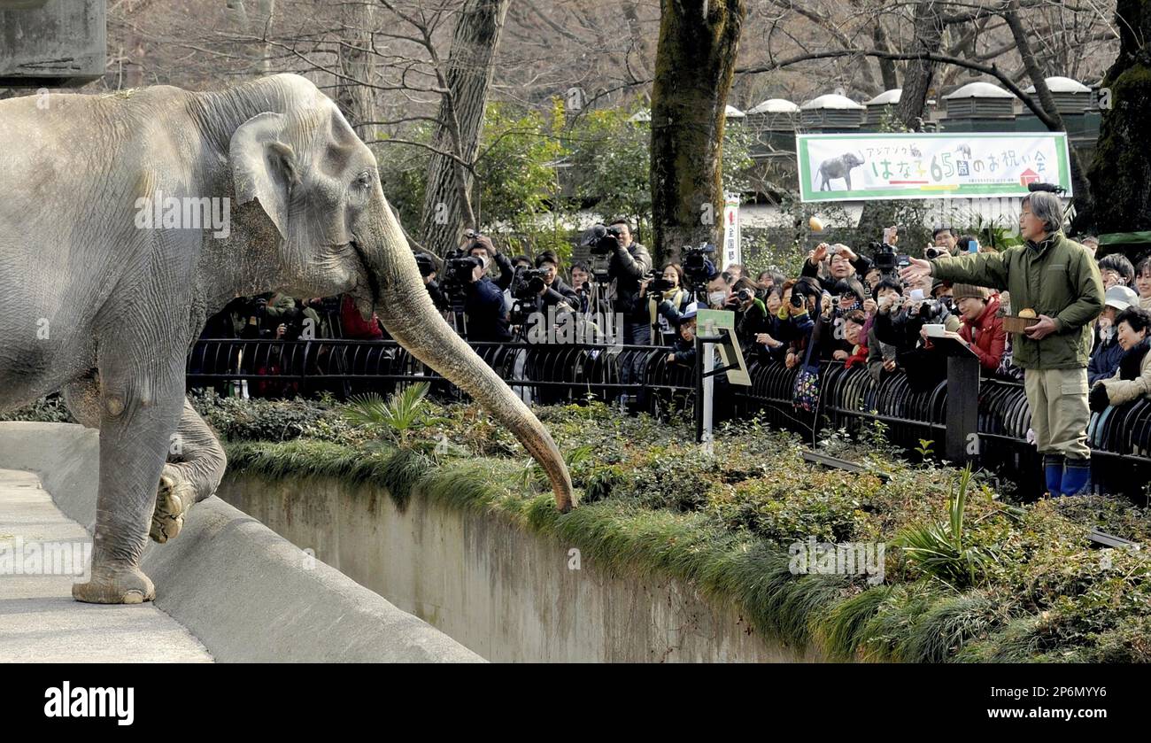 Hanako, Asian elephant is congratulated by visitors during her 65th ...