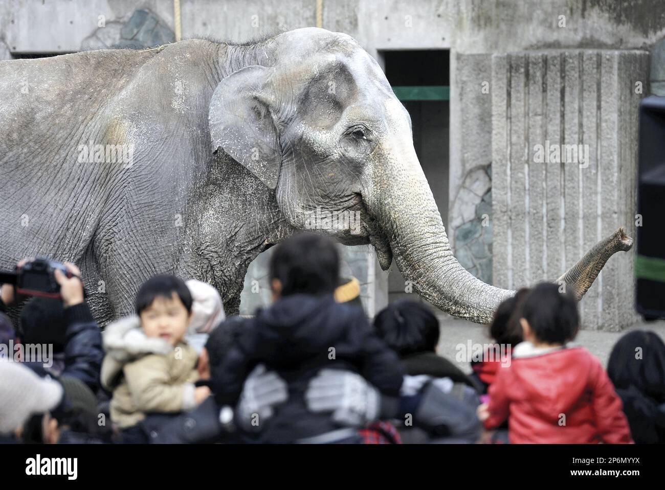 Hanako, Asian elephant is congratulated by visitors during her 65th ...