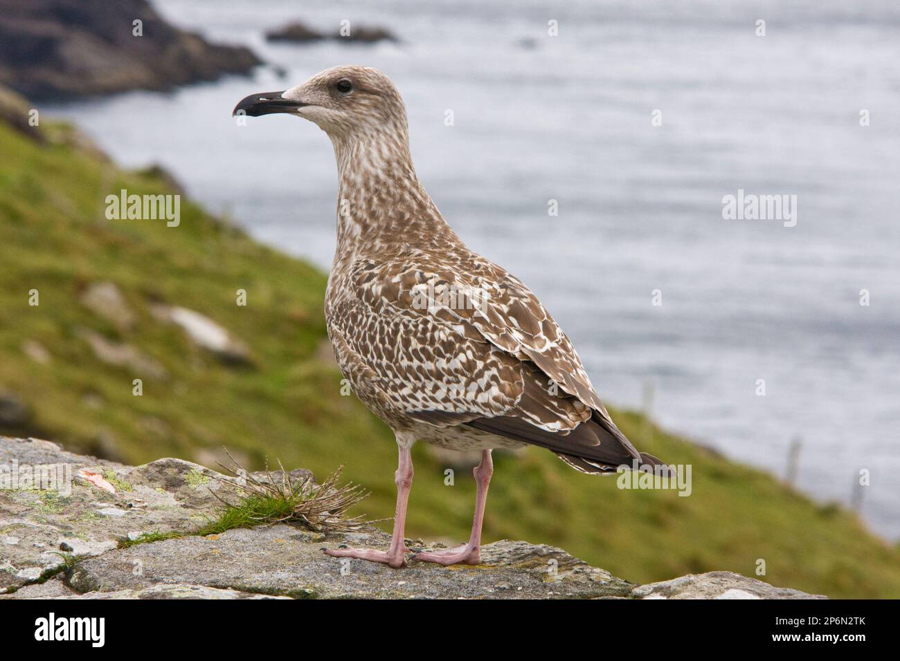 Irlanda fauna hi-res stock photography and images - Alamy