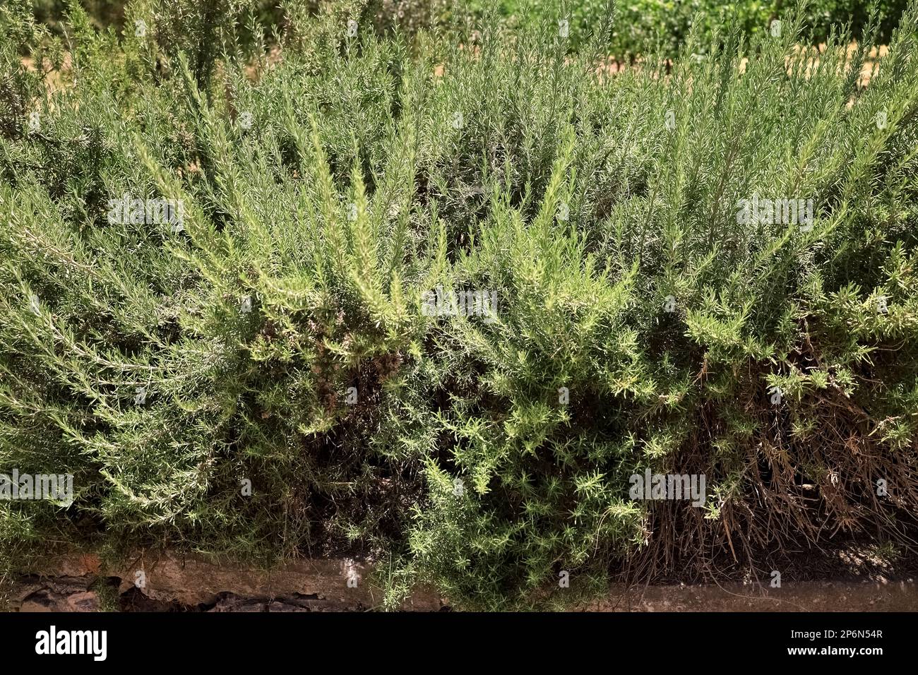 Green rosemary growing in field Stock Photo - Alamy