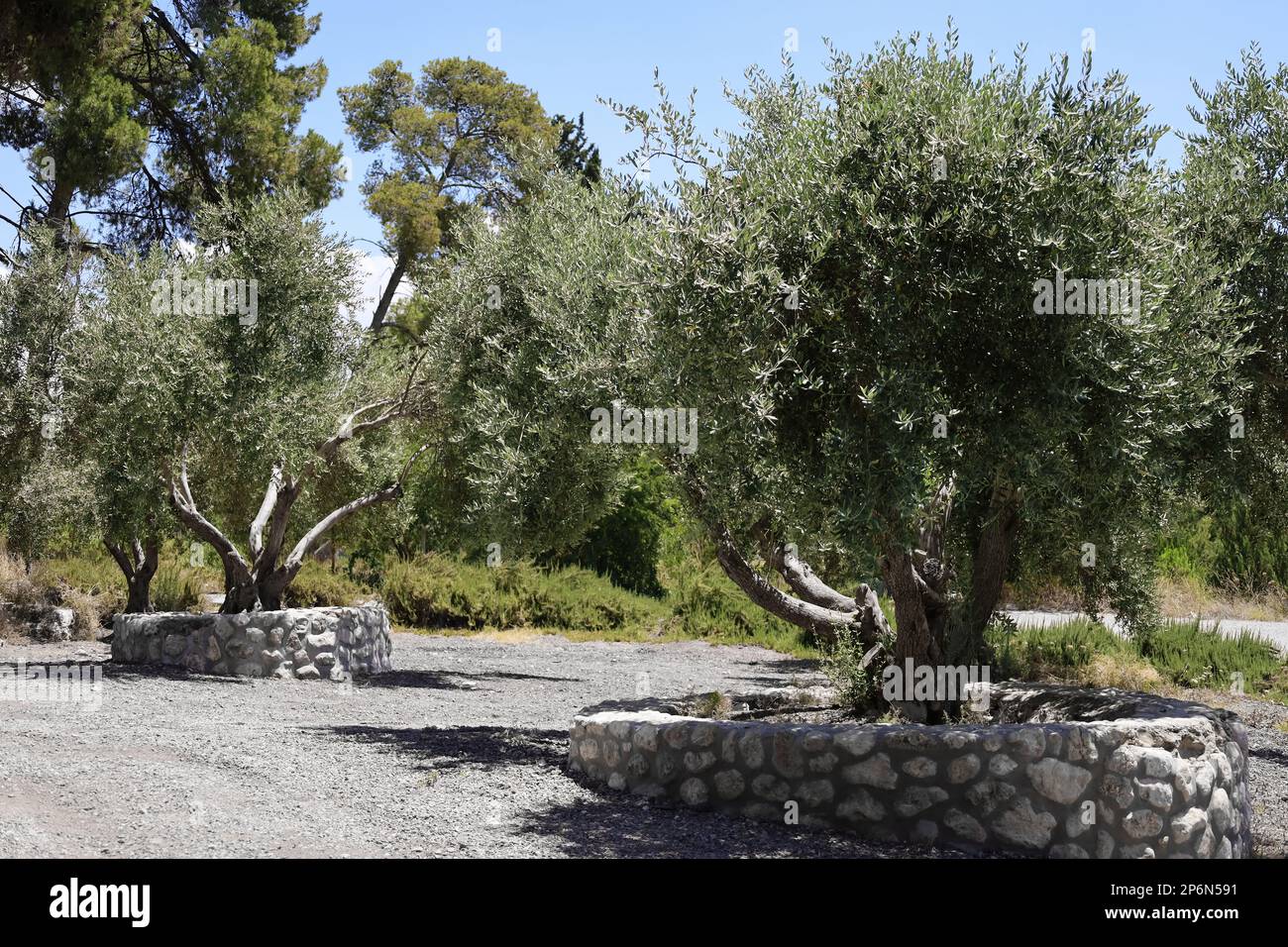 Beautiful olive trees in hi-res stock photography and images - Alamy