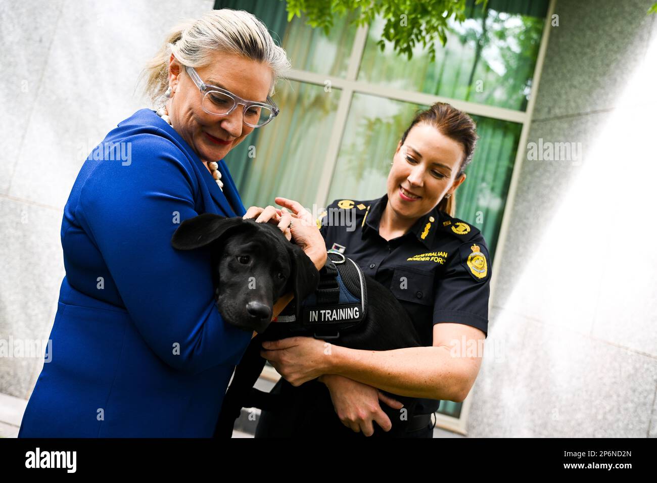 Liberal Senator Holly Hughes cuddles a Labrador puppy trained by the ...