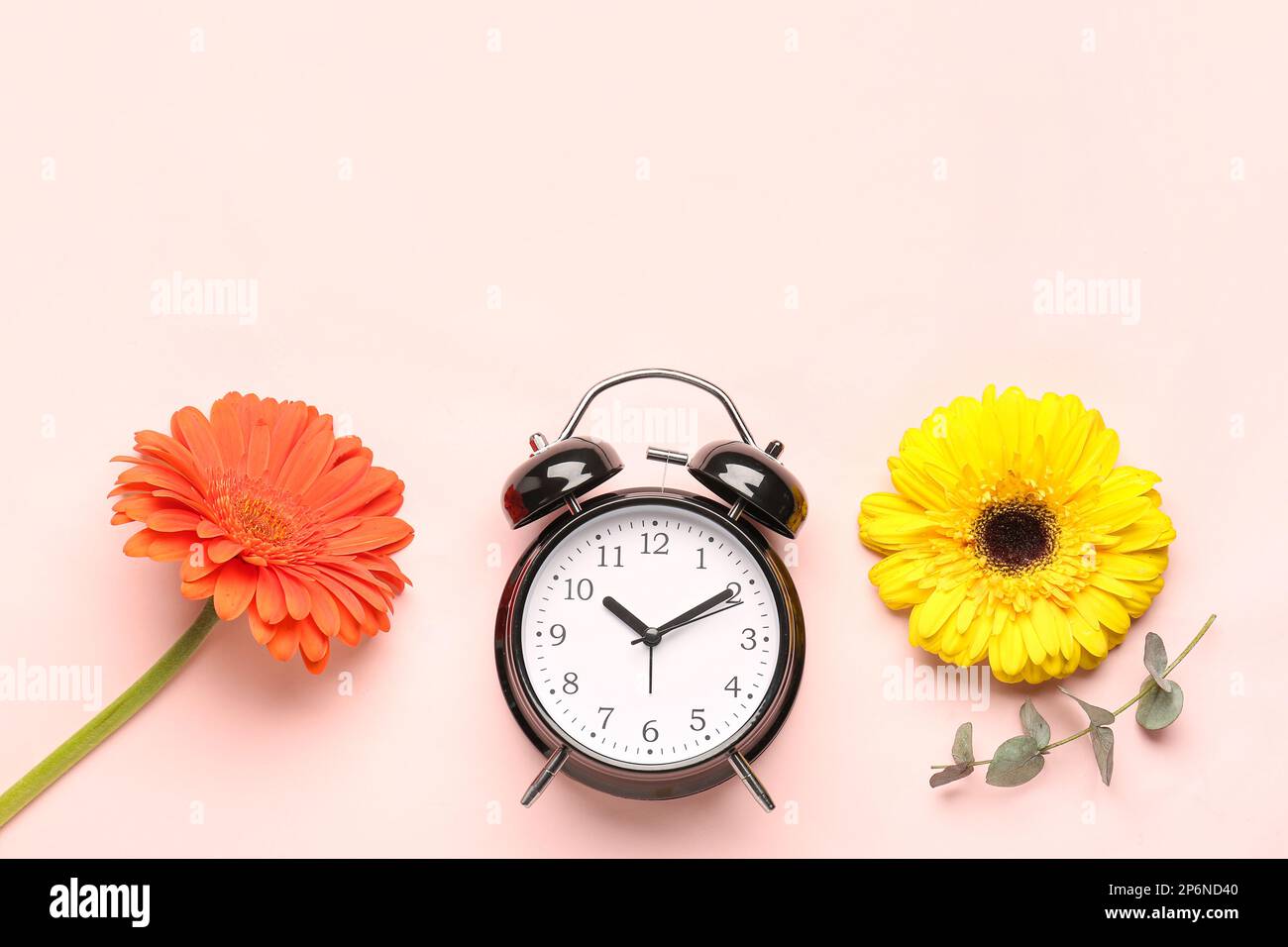 Alarm clock, eucalyptus branch and beautiful gerbera flowers on pink ...