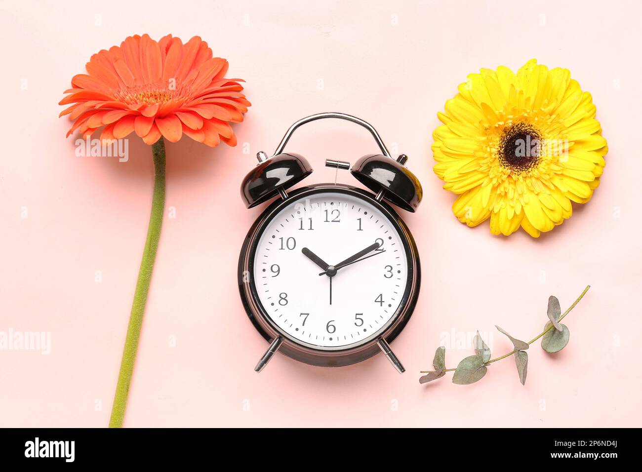 Alarm clock, eucalyptus branch and beautiful gerbera flowers on pink ...