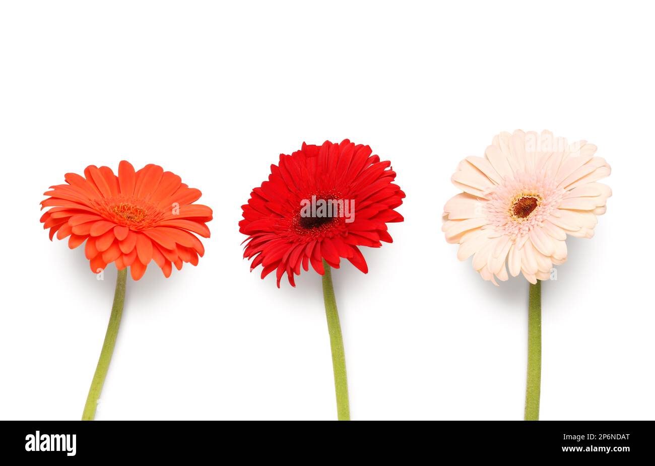 Blooming gerbera flowers isolated on white background Stock Photo - Alamy