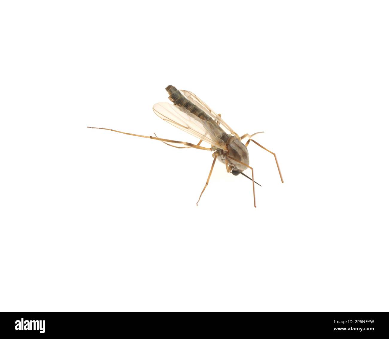 Closeup view of mosquito on white background Stock Photo - Alamy