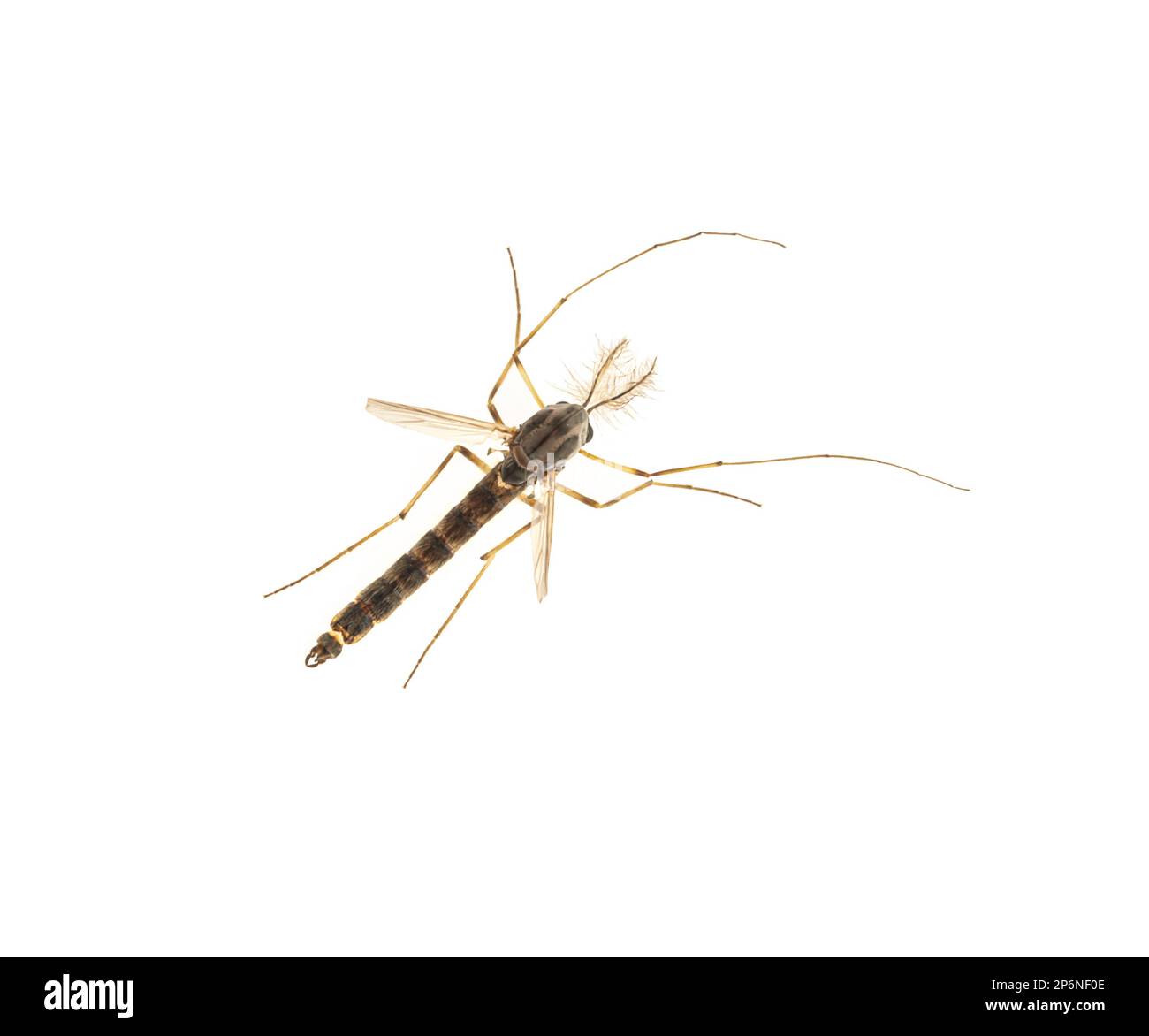 Closeup view of mosquito on white background Stock Photo - Alamy