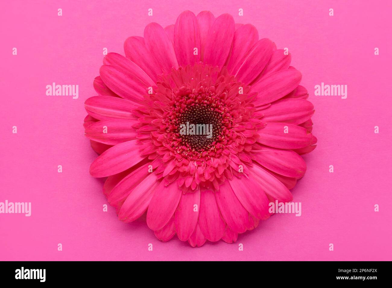 Beautiful gerbera flower on pink background Stock Photo - Alamy