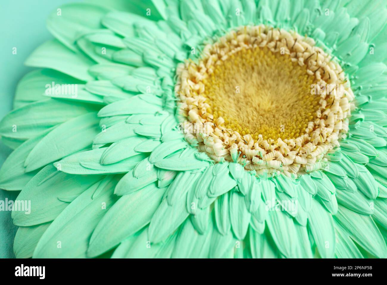 Beautiful gerbera flower as background Stock Photo - Alamy
