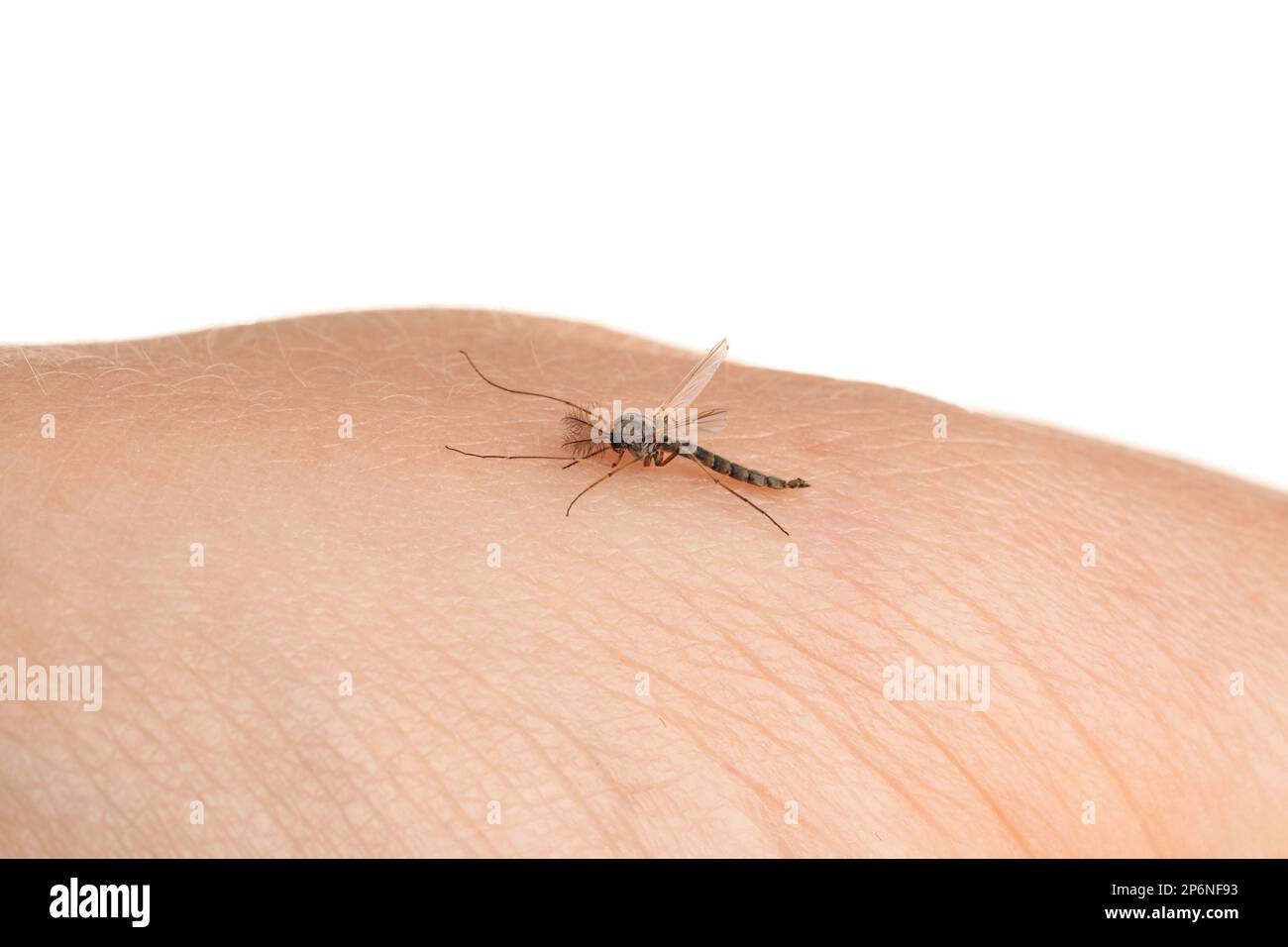 Mosquito on human's skin against white background, closeup Stock Photo ...