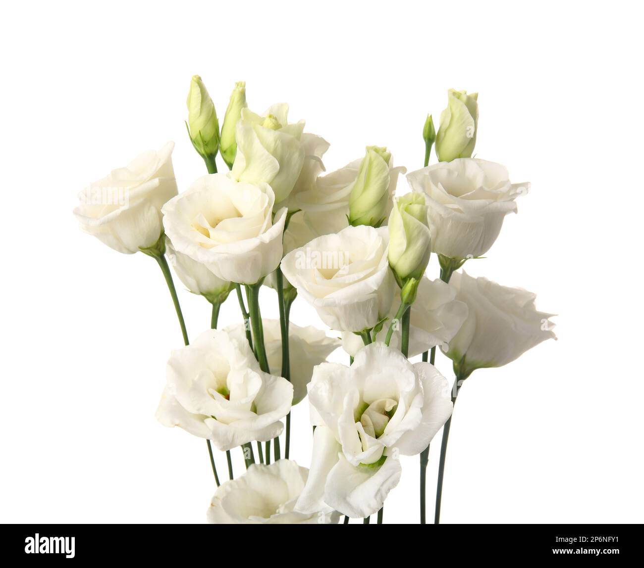 Bouquet of beautiful eustoma flowers isolated on white background ...