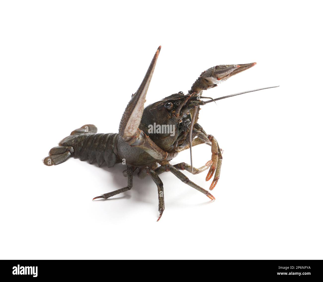 One fresh raw crayfish isolated on white Stock Photo - Alamy