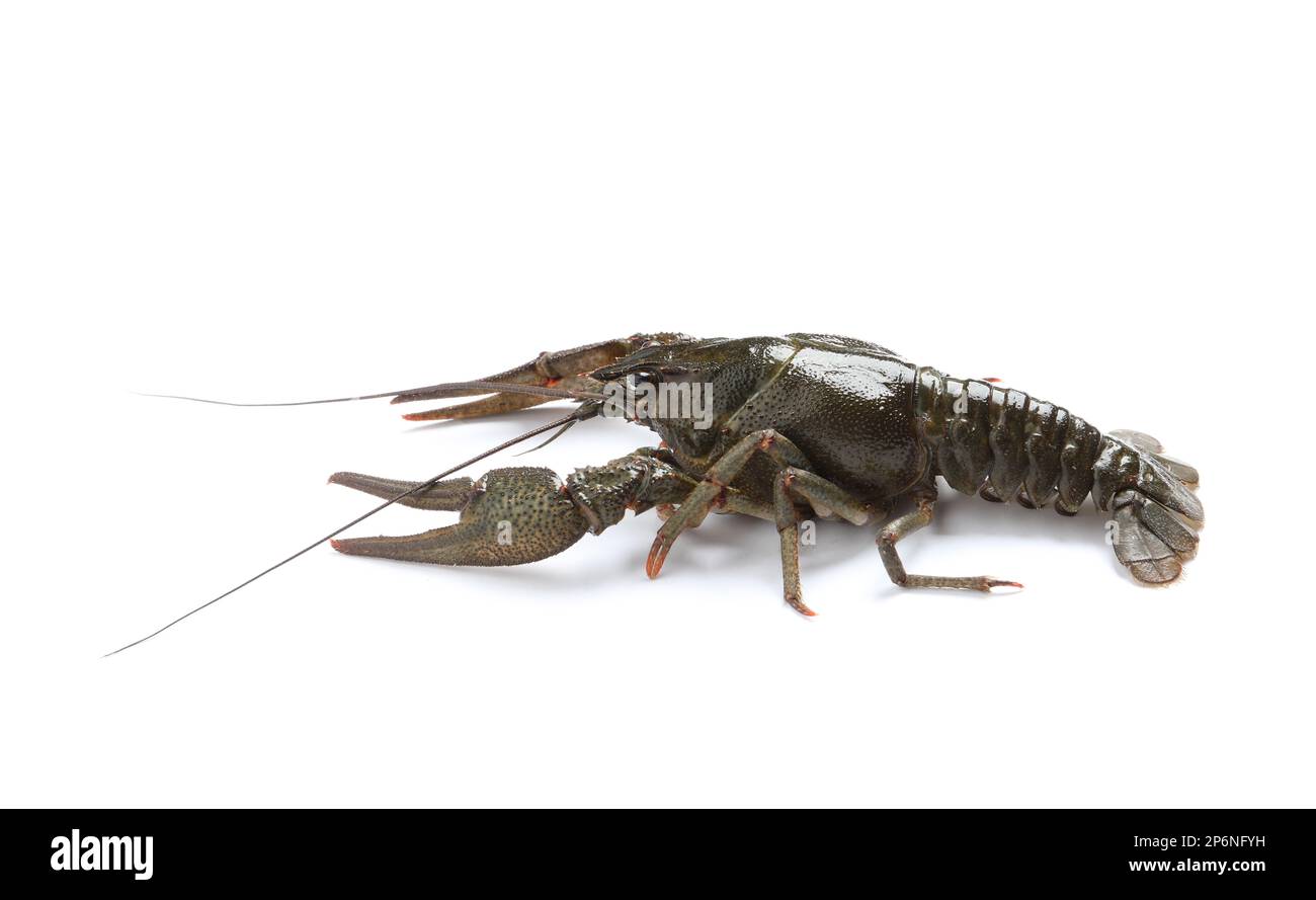 One fresh raw crayfish isolated on white Stock Photo - Alamy