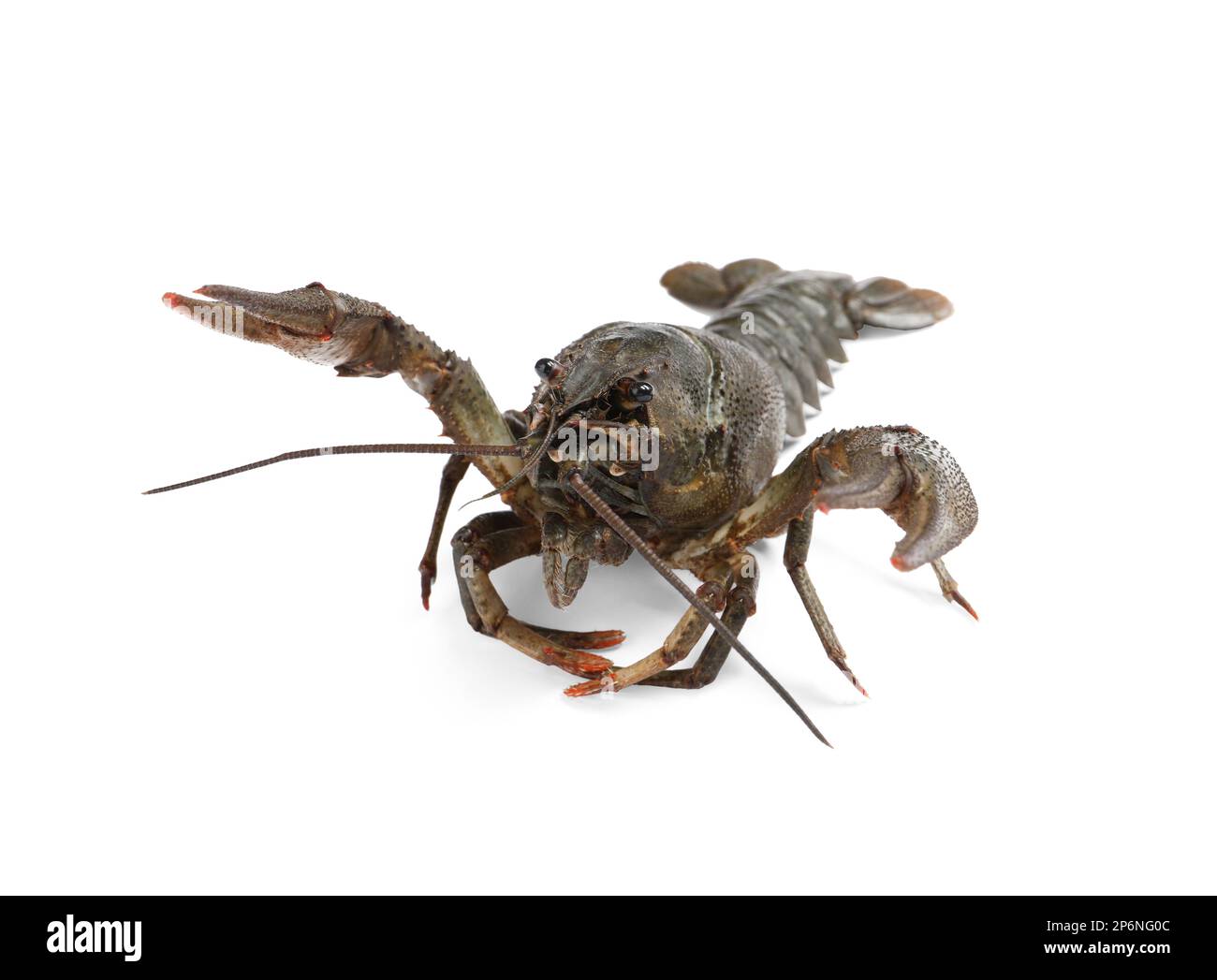 One fresh raw crayfish isolated on white Stock Photo - Alamy