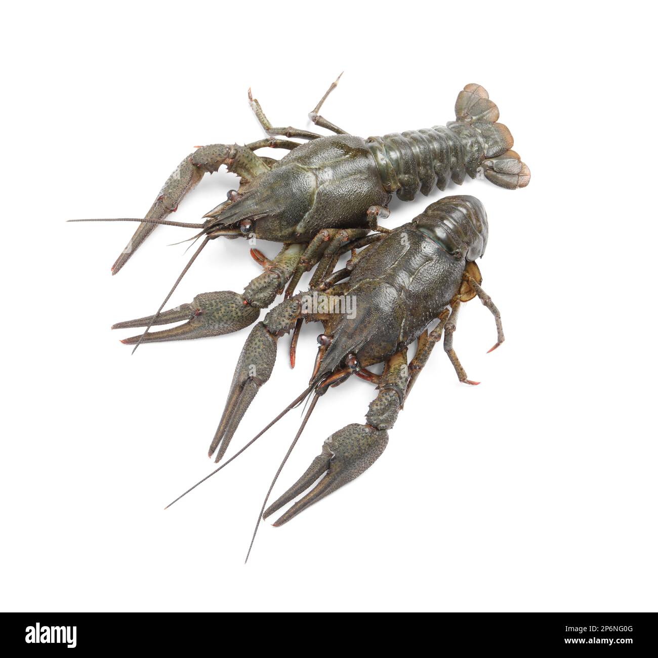 Two fresh raw crayfishes on white background, top view Stock Photo - Alamy
