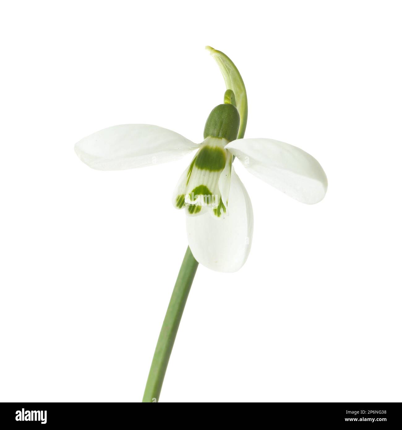Beautiful snowdrop isolated on white background Stock Photo - Alamy