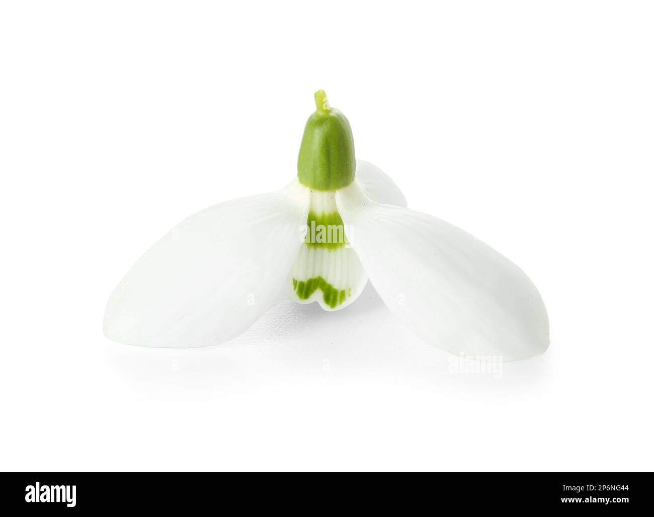 Beautiful snowdrop bud on white background Stock Photo - Alamy