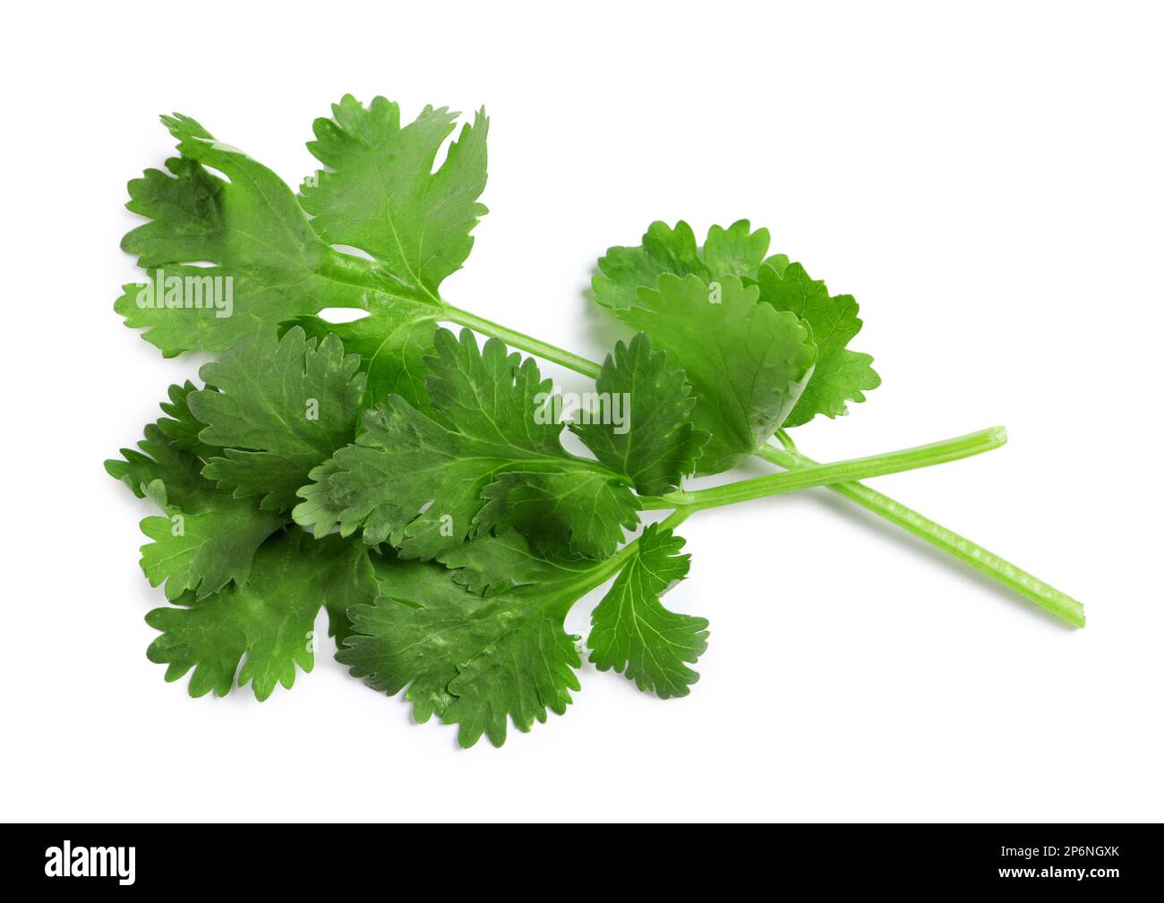 Fresh green coriander leaves on white background, top view Stock Photo ...