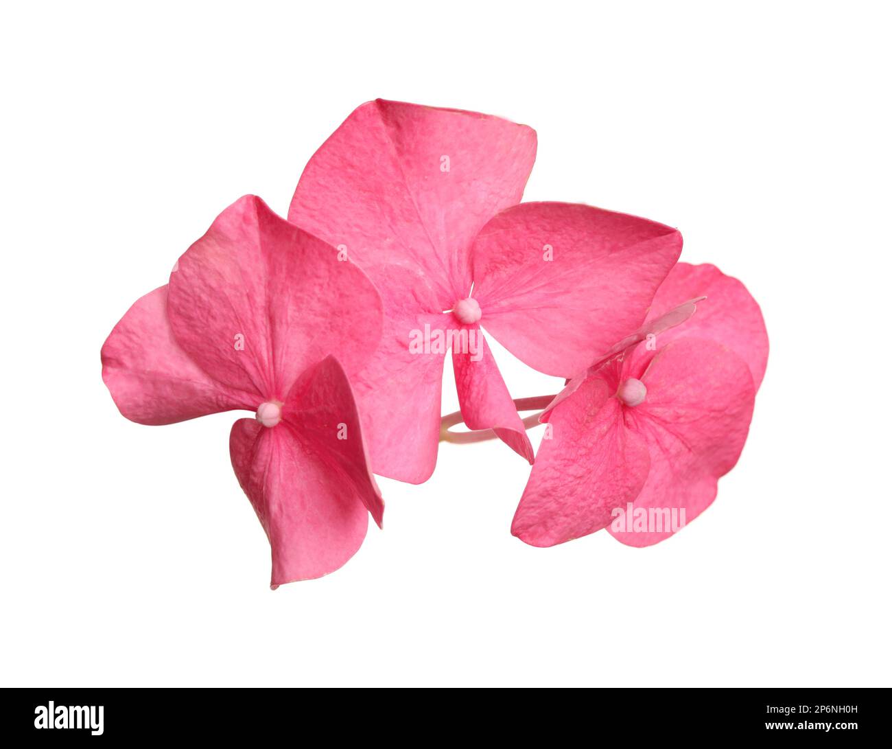 Beautiful pink hortensia plant florets on white background Stock Photo ...