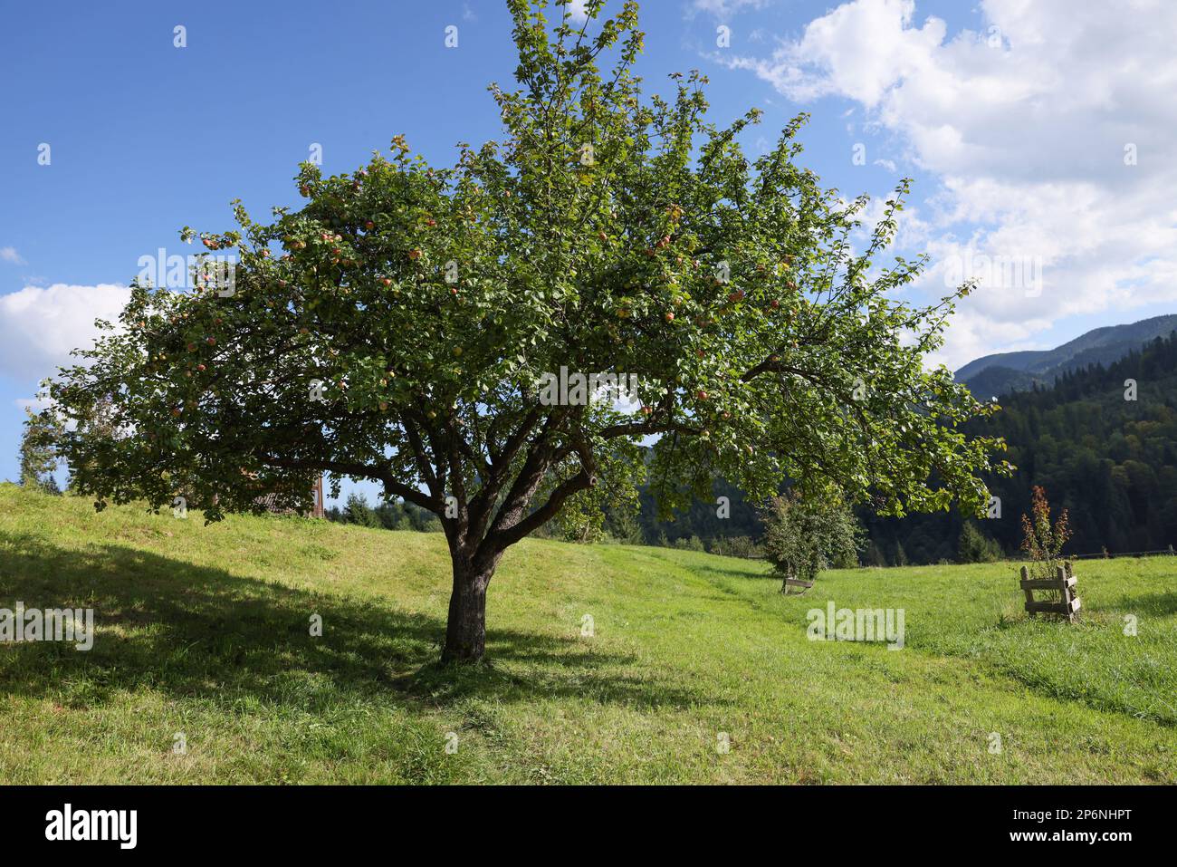 Big apple tree hi-res stock photography and images - Alamy