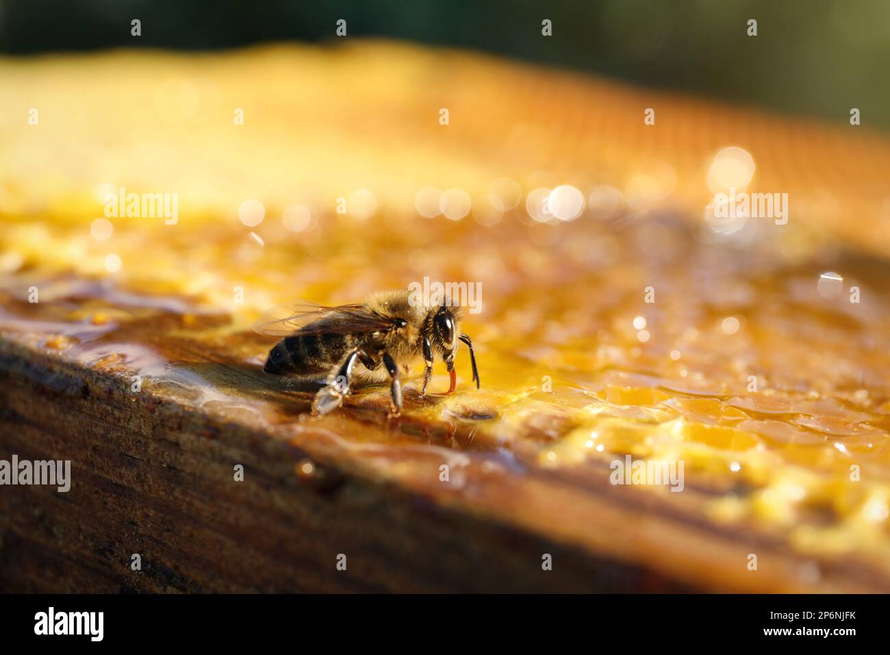 Closeup view of honeycomb frame with bee Stock Photo - Alamy