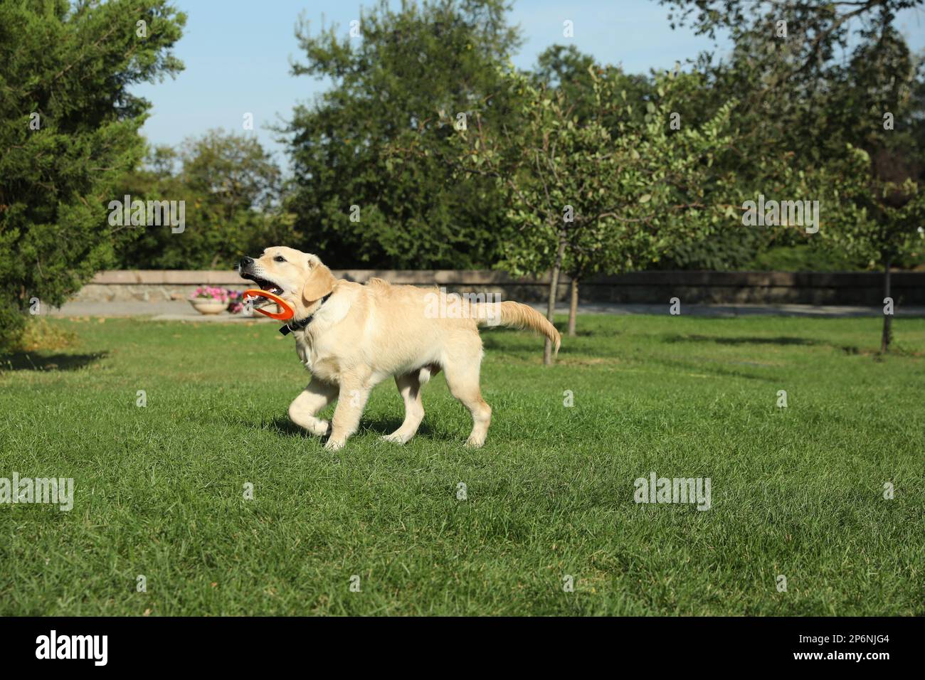 Cute Labrador Retriever dog playing with flying disk in park Stock ...