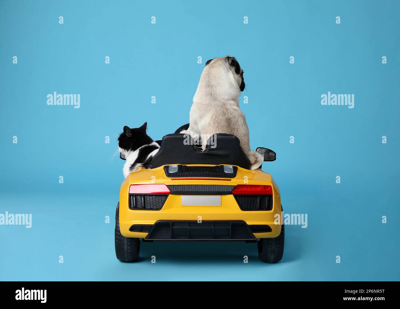Adorable pug dog and cat in toy car on light blue background, back view ...