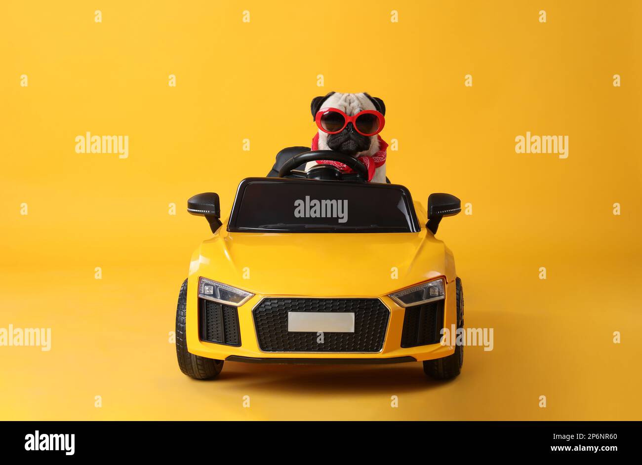 Funny pug dog with sunglasses in toy car on yellow background Stock ...