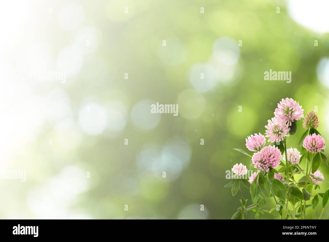 Beautiful blooming clover flowers on blurred background, bokeh effect ...