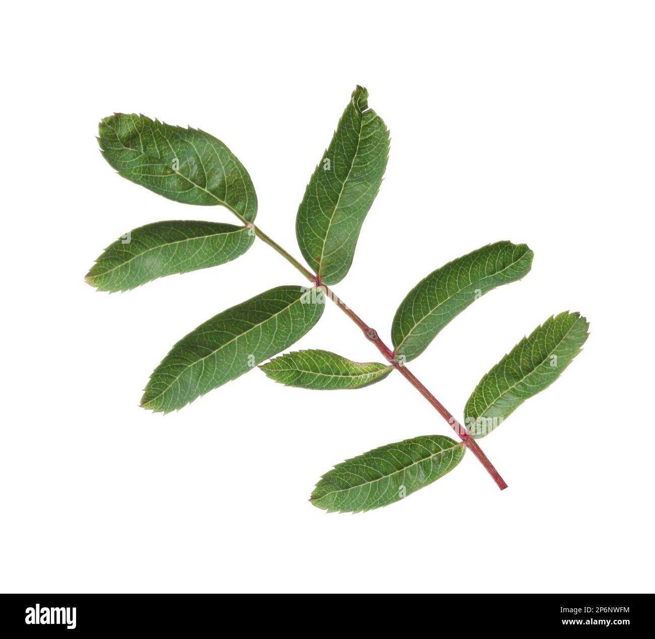 Berry and greenery Cut Out Stock Images & Pictures - Alamy