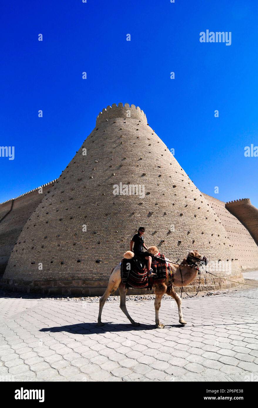 A local Uzbek woman sitting on a camel by the Ark of Bukhara, a massive ...