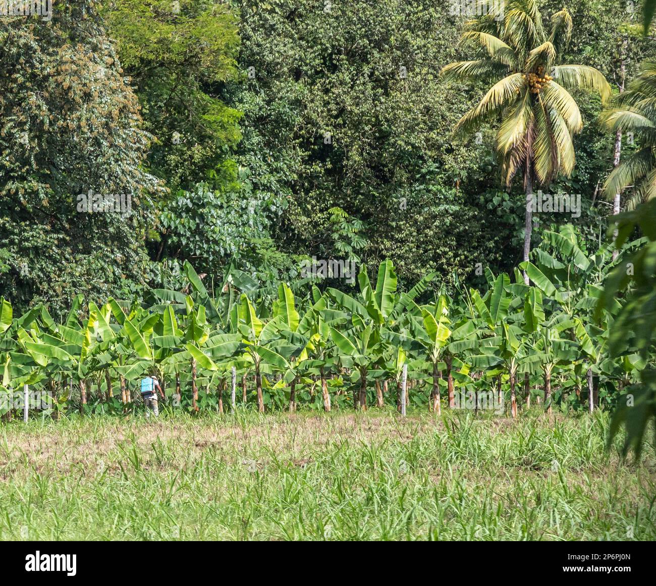 Banana Plantation Costa Rica Map