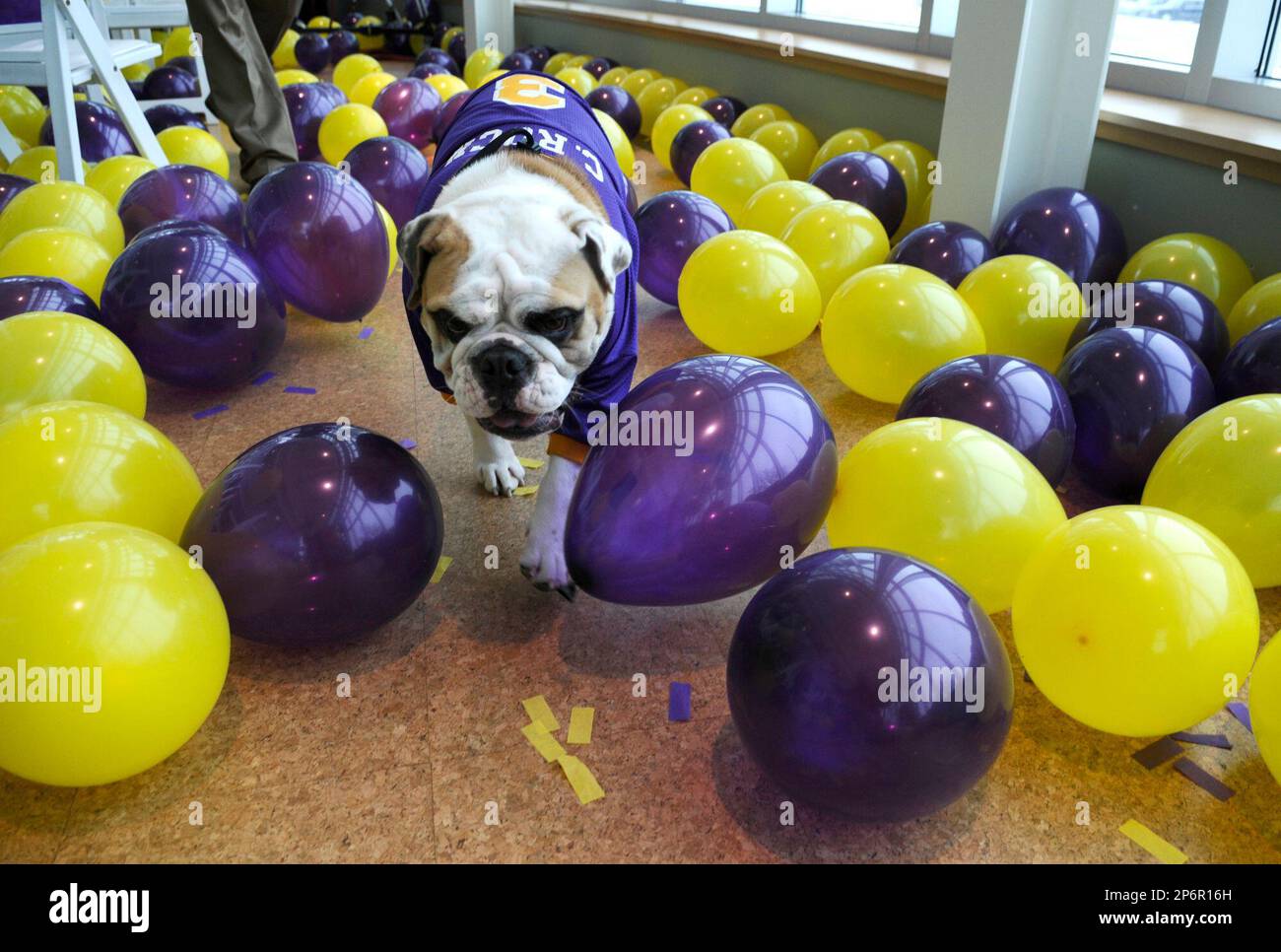 Rocky, a 2-year-old English Bulldog and the Western Illinois University ...