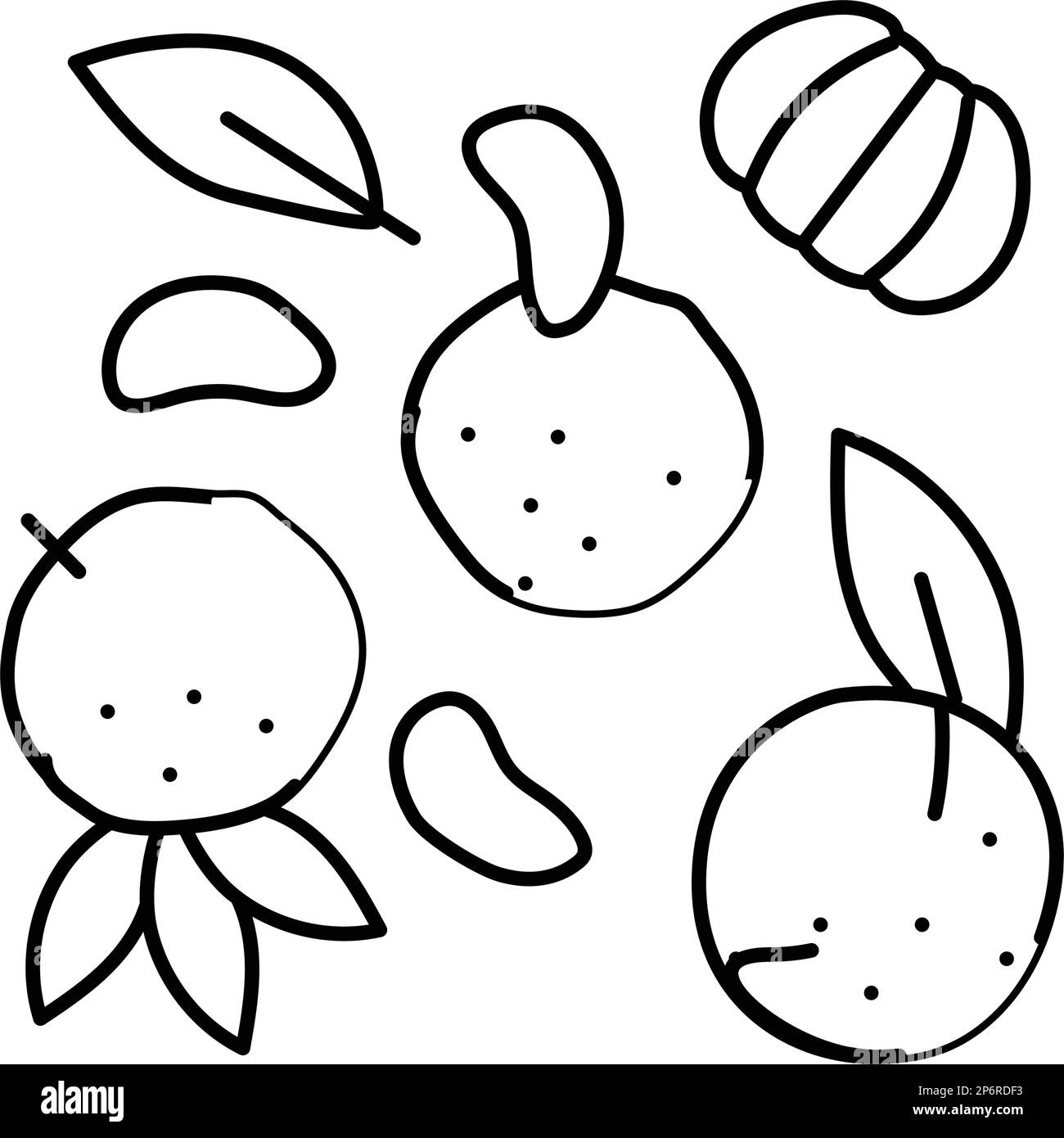 slice tangerine clementine peeled line icon vector illustration Stock ...